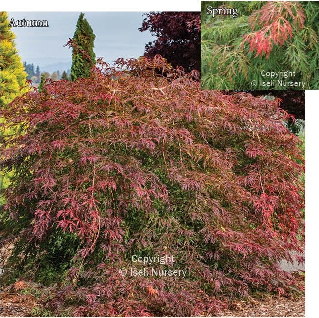 Ice Dragon Maple JF #15 | Connolly's Nursery LLC